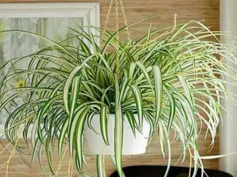 Jenis Tanaman yang Baik untuk Diletakkan di Tiap Ruang menurut Feng Shui