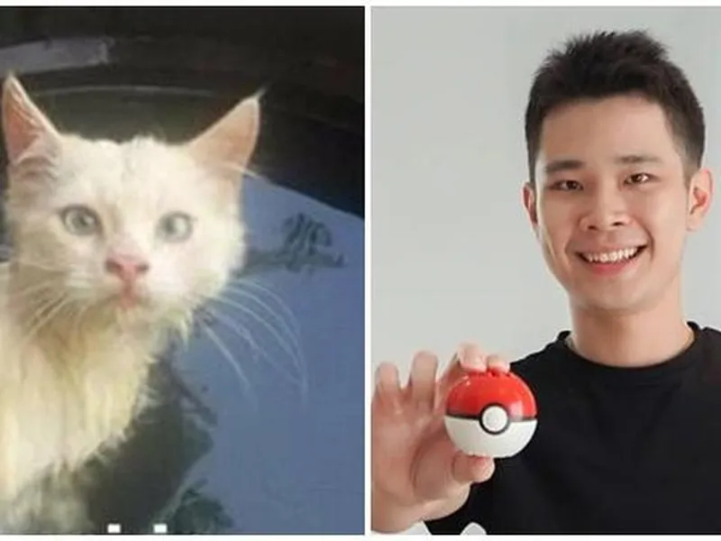 5 Kucing yang Mirip Seleb Indonesia, dari Mas Adam Suseno Hingga Reza Arap