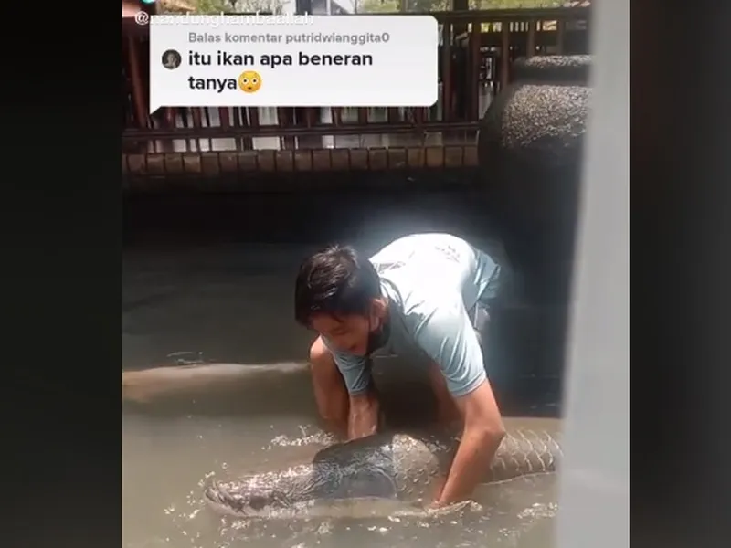 Viral Video Ikan Berukuran Raksasa di TikTok, Begini Penjelasan Peneliti