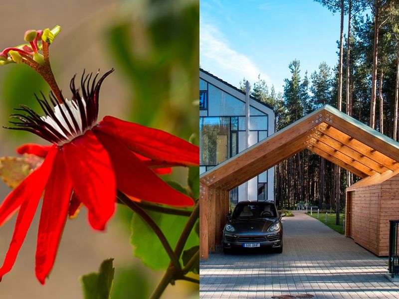 Mau Pilh Tanaman Rambat untuk Atap Carport? Ini 6 Jenis yang Bisa Dipilih!