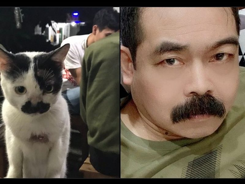 5 Kucing yang Mirip Seleb Indonesia, dari Mas Adam Suseno Hingga Reza Arap