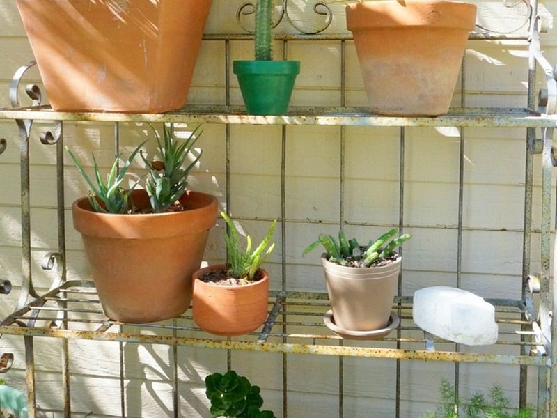 Inspirasi Gaya Menata Tanaman