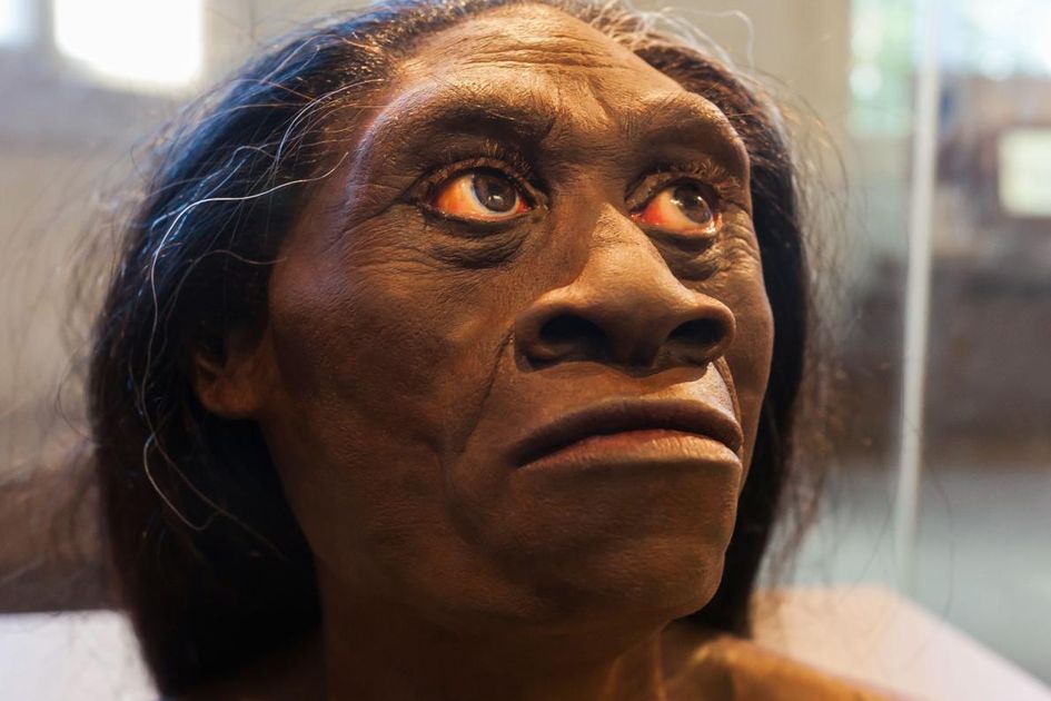 Berita Homo Erectus Terbaru Hari Ini - National Geographic