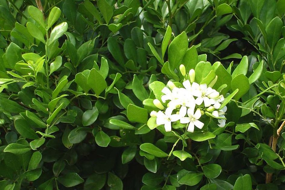 Berita Bunga Kemuning Terbaru Hari Ini - Bobo