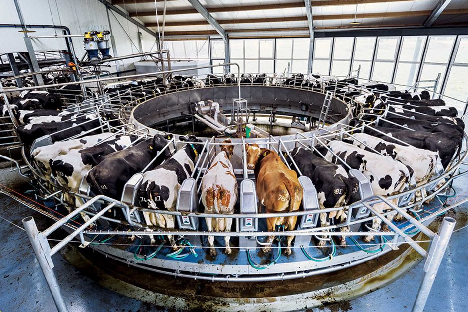 Berita Sapi Perah Terbaru Hari Ini - National Geographic