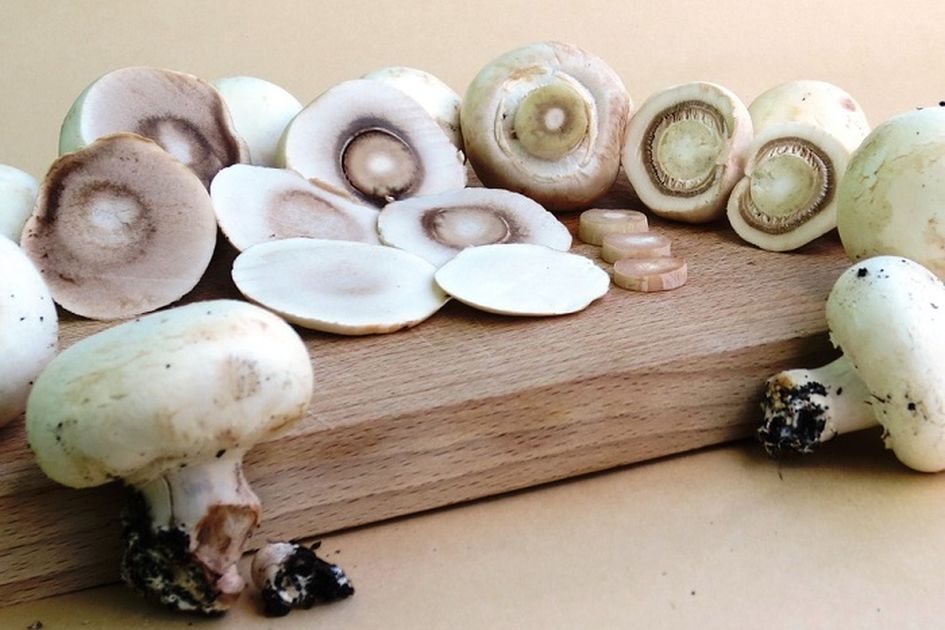 Berita Jamur Kancing Terbaru Hari Ini - Bobo