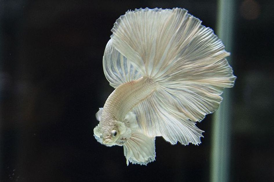 Apakah Ikan Juga Bisa Mati Tenggelam di Air? Ini Penjelasan dari Pakar