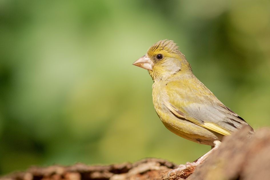 Pria ini Awalnya Kejatuhan Burung di Pundak, Esoknya Dapat Rejeki ... Pria ini Awalnya Kejatuhan Burung di Pundak, Esoknya Dapat Rejeki ...