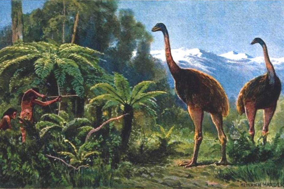 Berita Moa Terbaru Hari Ini - National Geographic