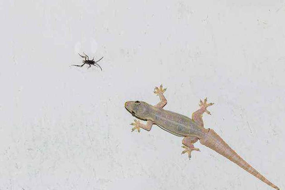 Dijamin Manjur, Ini Racikan Bahan Dapur yang Bikin Cicak Mati ...