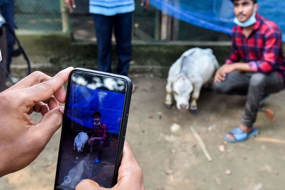 Nekat Terobos PPKM Darurat, Ribuan Orang Datangi Peternakan Ini Demi ...