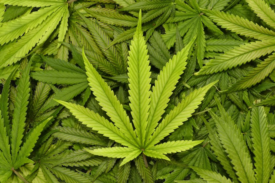 Berita Cannabis Terbaru Hari Ini - National Geographic Berita Cannabis Terbaru Hari Ini - National Geographic
