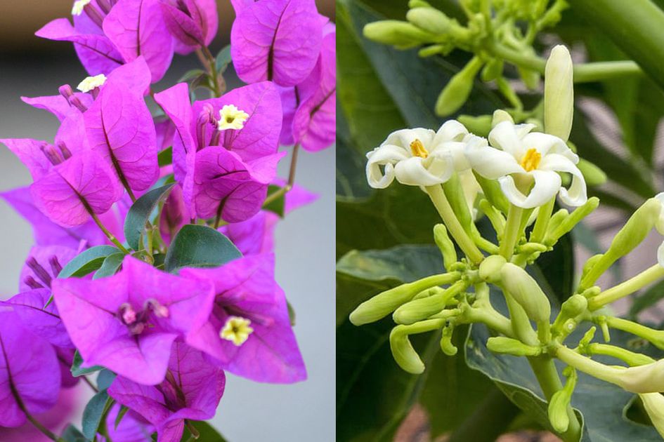 Berita Contoh Tanaman Bunga Sempurna Terbaru Hari Ini - Bobo