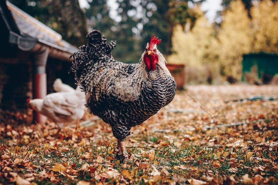 Berita Contoh Hewan Lain Yang Memiliki Ciri Ciri Sama Seperti Ayam ... Berita Contoh Hewan Lain Yang Memiliki Ciri Ciri Sama Seperti Ayam ...