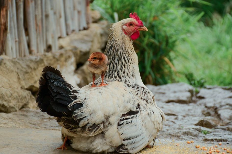 Berita Perkembangbiakan Ayam Terbaru Hari Ini - Bobo
