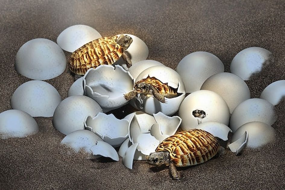 Berita Tukik Terbaru Hari Ini - National Geographic