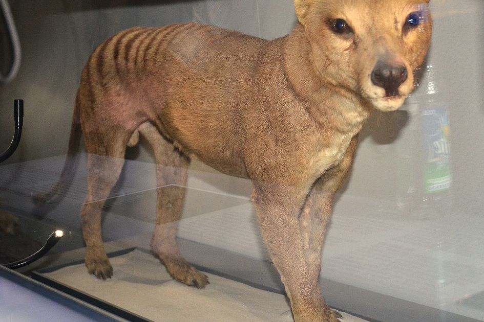 Berita Tasmanian Devil Terbaru Hari Ini - National Geographic