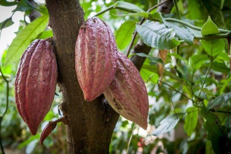 Berita Buah Kakao Terbaru Hari Ini - Grid.ID