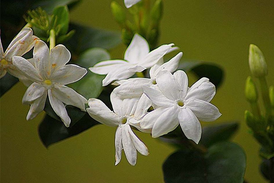 Berita Manfaat Bunga Melati Terbaru Hari Ini - Bobo