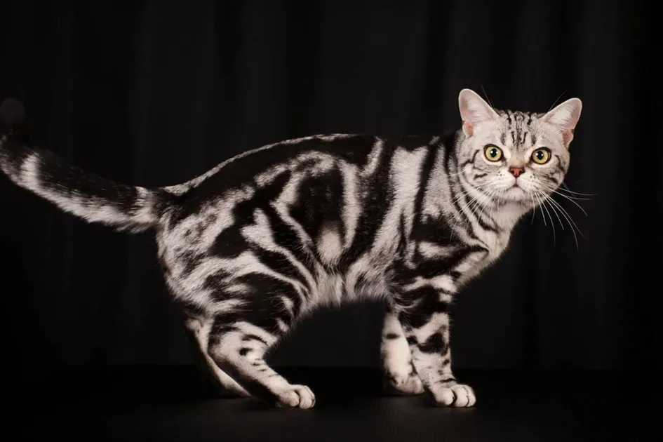 Berita Kucing Liar Afrika Terbaru Hari Ini - National Geographic