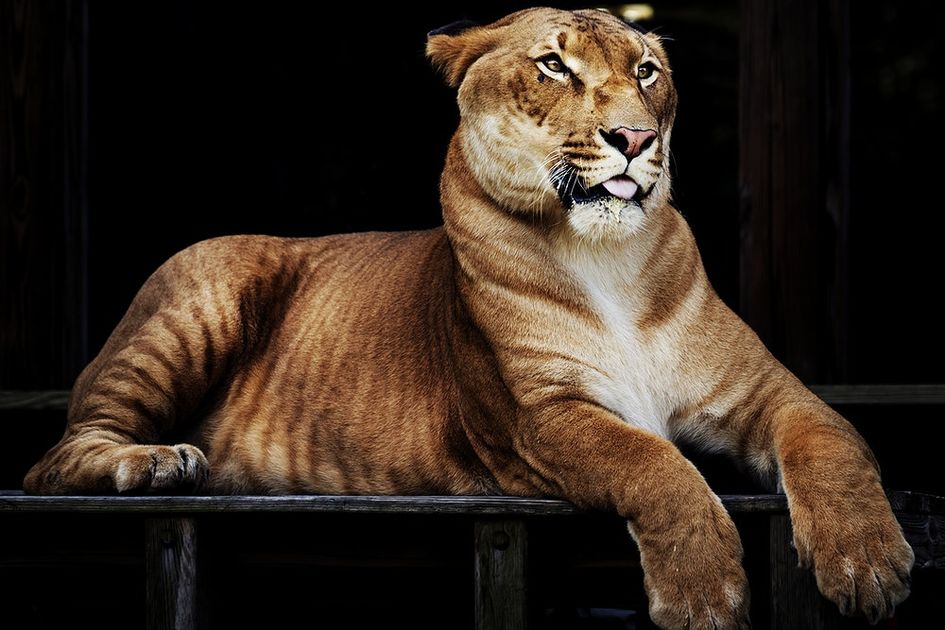 Berita Kucing Terbesar Terbaru Hari Ini - National Geographic