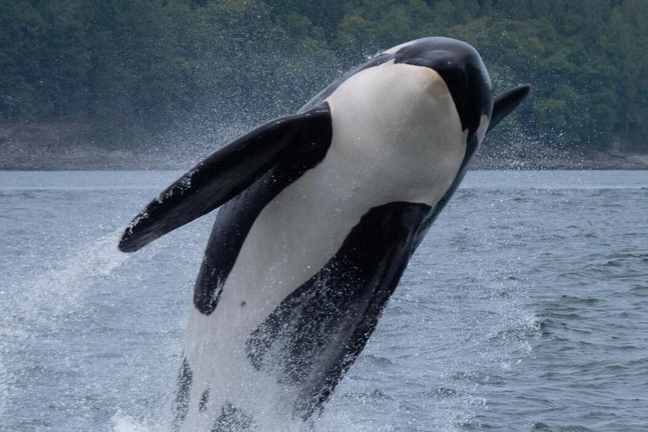 Berita Fakta Paus Orca Terbaru Hari Ini - Bobo