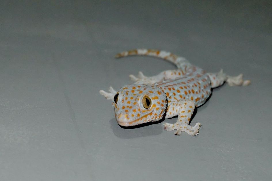 Berita Autotomi Cicak Terbaru Hari Ini - Bobo