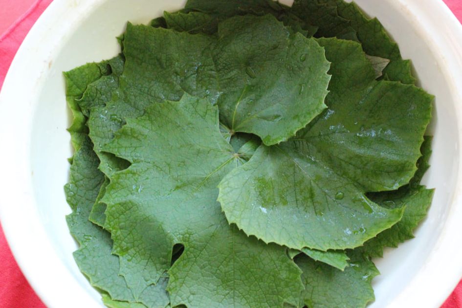 Berita Daun Perilla Terbaru Hari Ini - Bobo