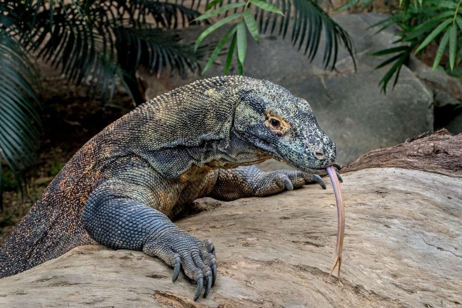 Berita Gajah Sumatra Terbaru Hari Ini - Bobo