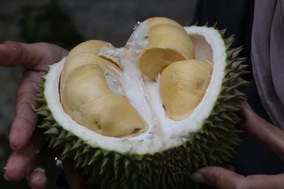 Berita Durian Kanyao Terbaru Hari Ini - Grid.ID