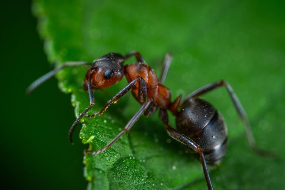 Berita Semut Bulldog Terbaru Hari Ini - Bobo
