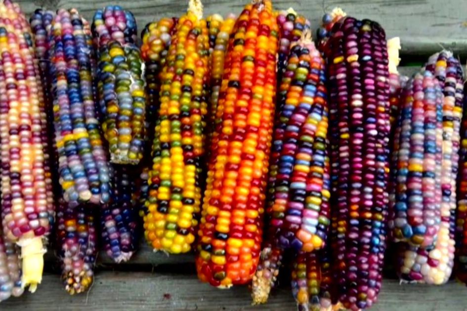 Berita Jagung Warna Warni Terbaru Hari Ini - Grid.ID