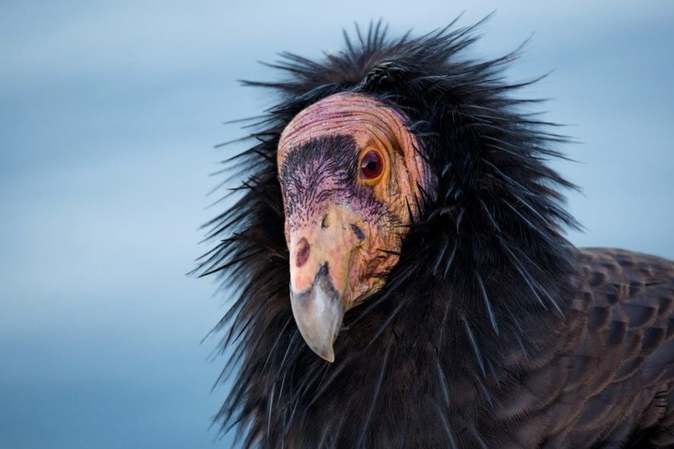 Berita Kondor California Terbaru Hari Ini - National Geographic