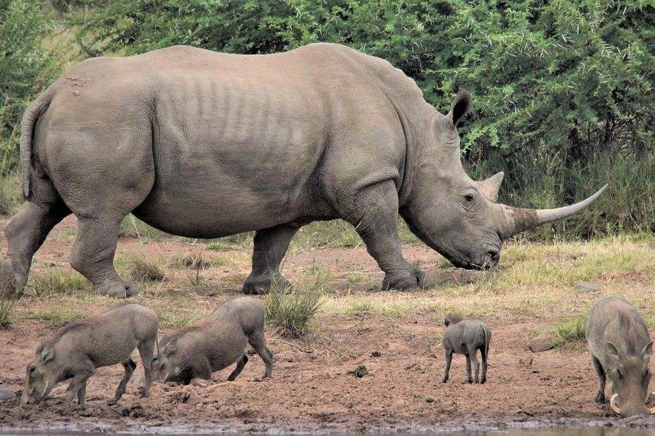 Berita Badak Bercula Satu Terbaru Hari Ini - Bobo