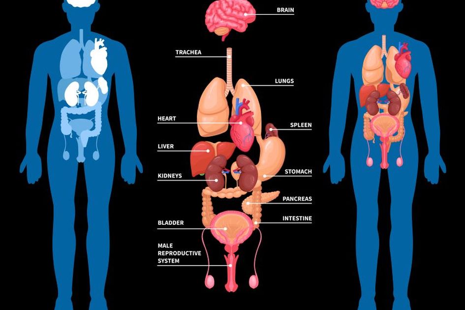 Berita Fungsi Limpa Terbaru Hari Ini - Bobo