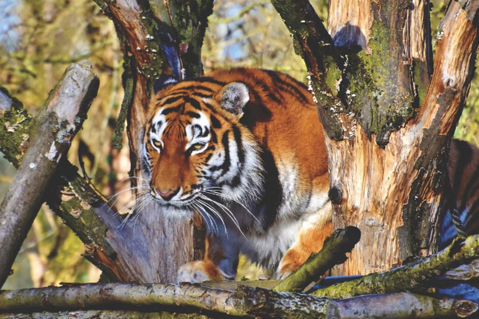 Berita Menangkap Macan Terbaru Hari Ini - Grid.ID