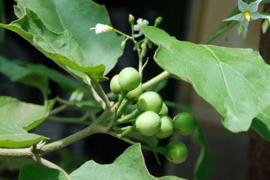 Biasa Tumbuh Liar di Kebun-kebun, Daun Berbentuk Bulat Telur Ini ...