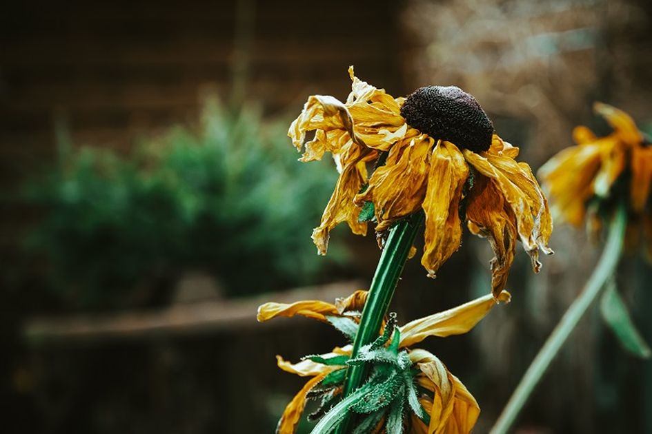 Berita Bunga Layu Terbaru Hari Ini - Grid.ID