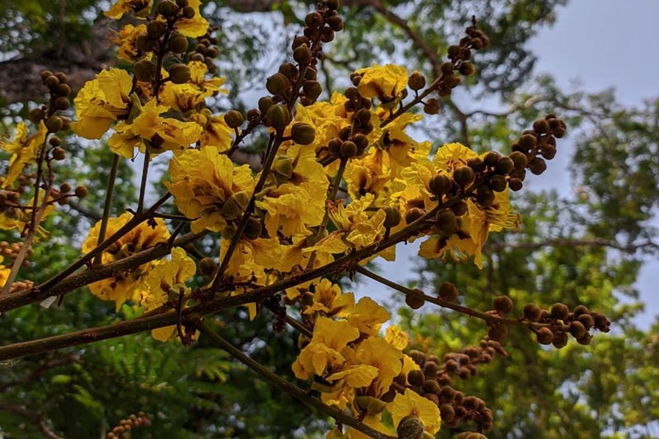 Berita Pohon Soga Terbaru Hari Ini - Grid.ID