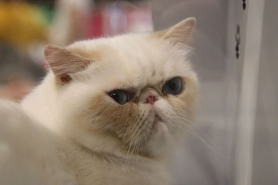 Berita Persia Peaknose Terbaru Hari Ini - Bobo