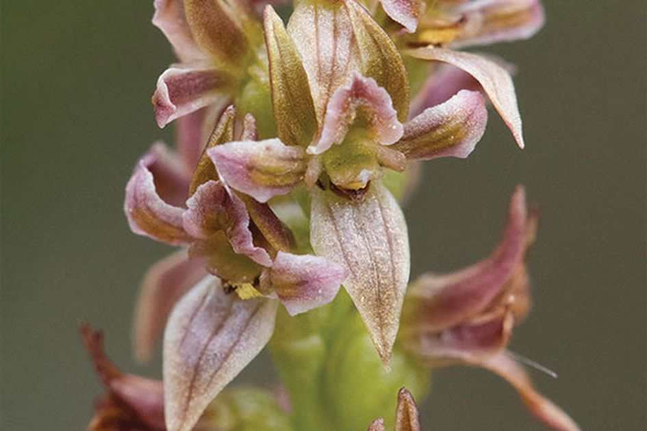 Berita Flora Dan Fauna Terbaru Hari Ini - National Geographic