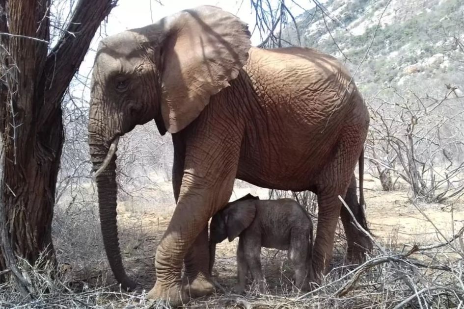 Berita Kenya Terbaru Hari Ini - Bobo