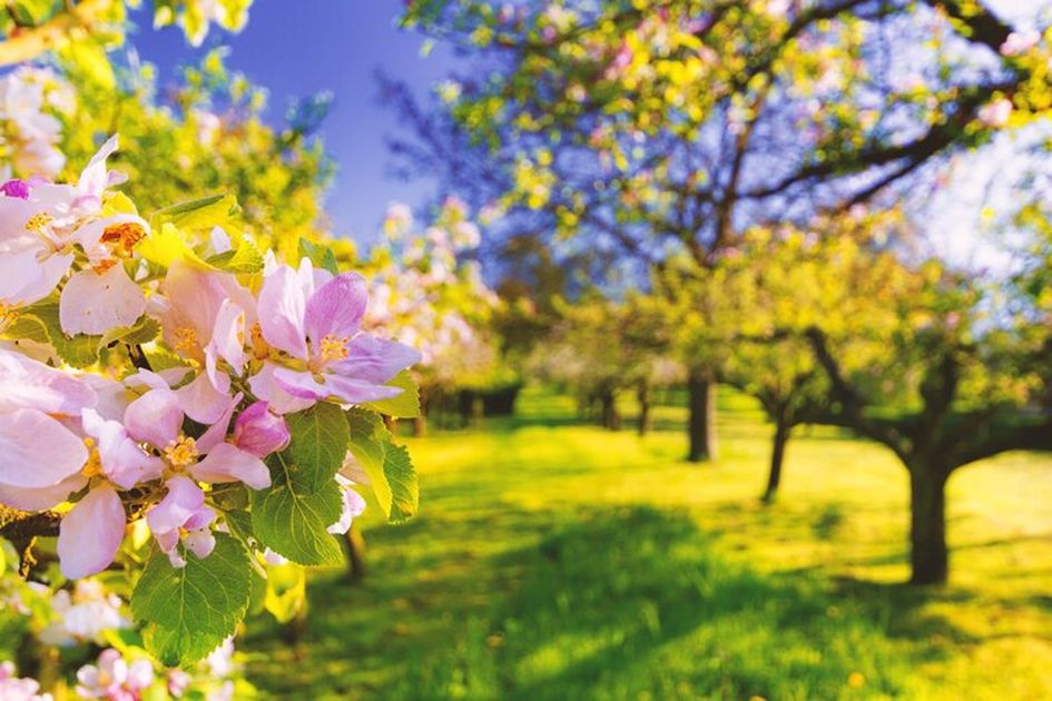 Berita Spring Terbaru Hari Ini - Adjar