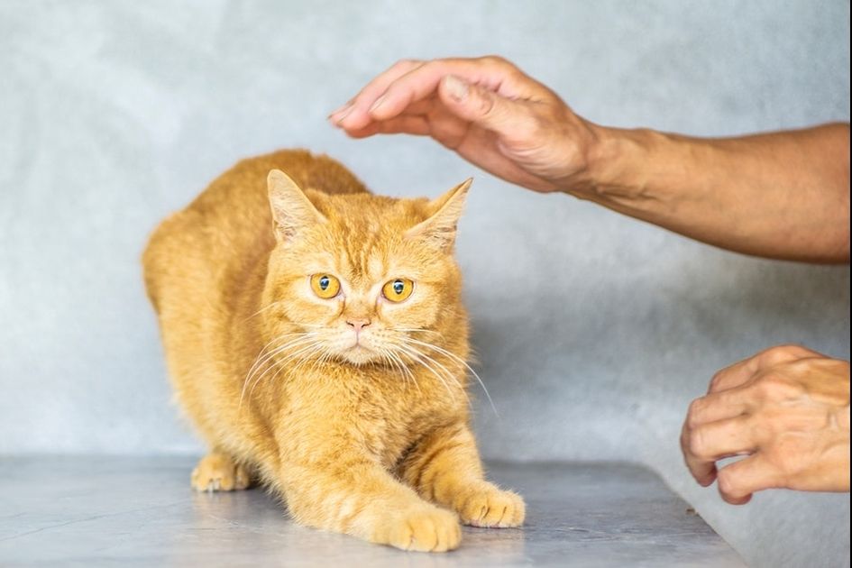 Berita Kucing Suka Dengan Kita Terbaru Hari Ini - Bobo