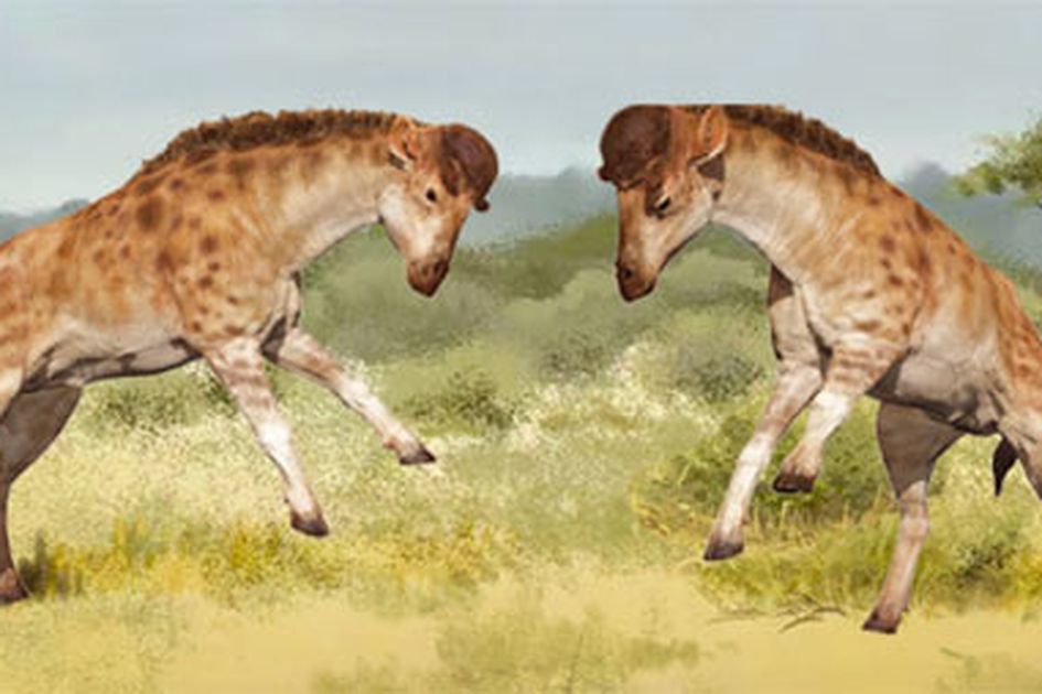 Berita Jerapah Purba Terbaru Hari Ini - National Geographic