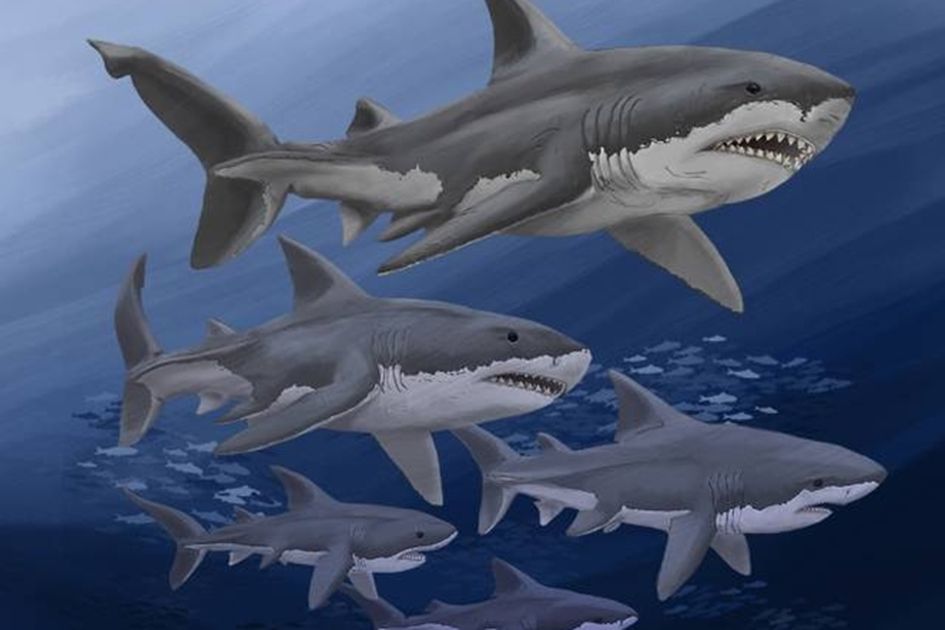 Berita Megatooth Terbaru Hari Ini - National Geographic