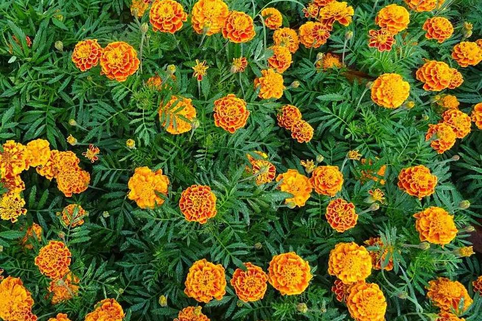 Berita Bunga Marigold Terbaru Hari Ini - Bobo