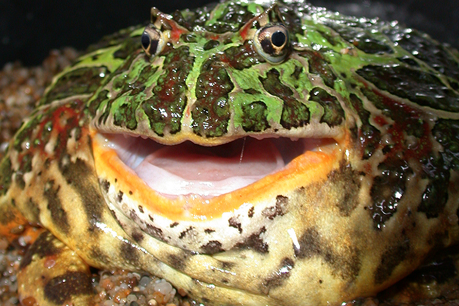 Berita Kodok Raksasa Terbaru Hari Ini - National Geographic