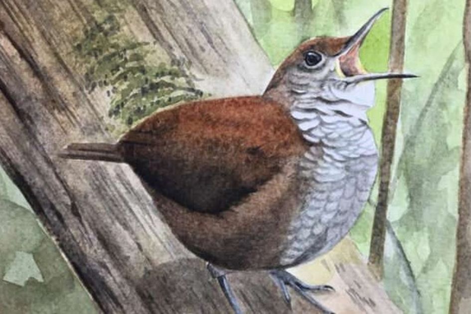 Berita Burung Kicau Terbaru Hari Ini - National Geographic