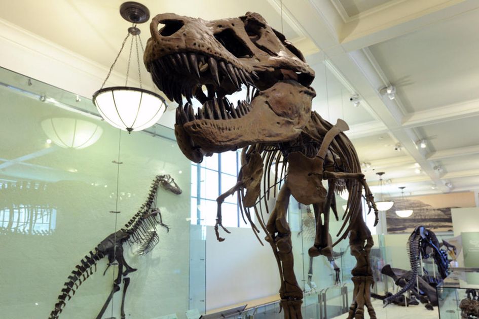 Berita Dinosaurus Terbesar Terbaru Hari Ini - National Geographic